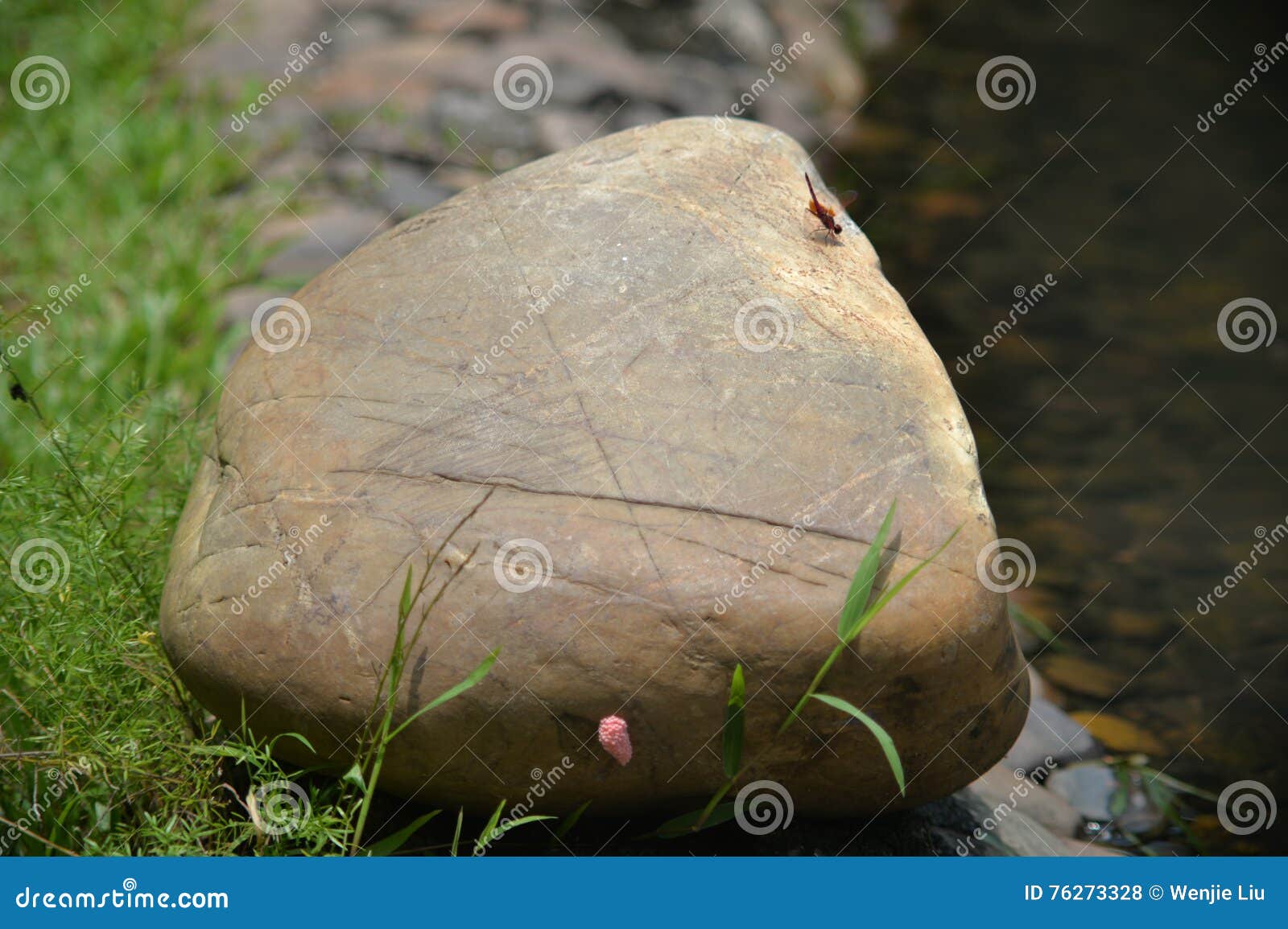 A Red Dragon Fly Relaxing on a Big Stone Stock Photo - Image of lake ...
