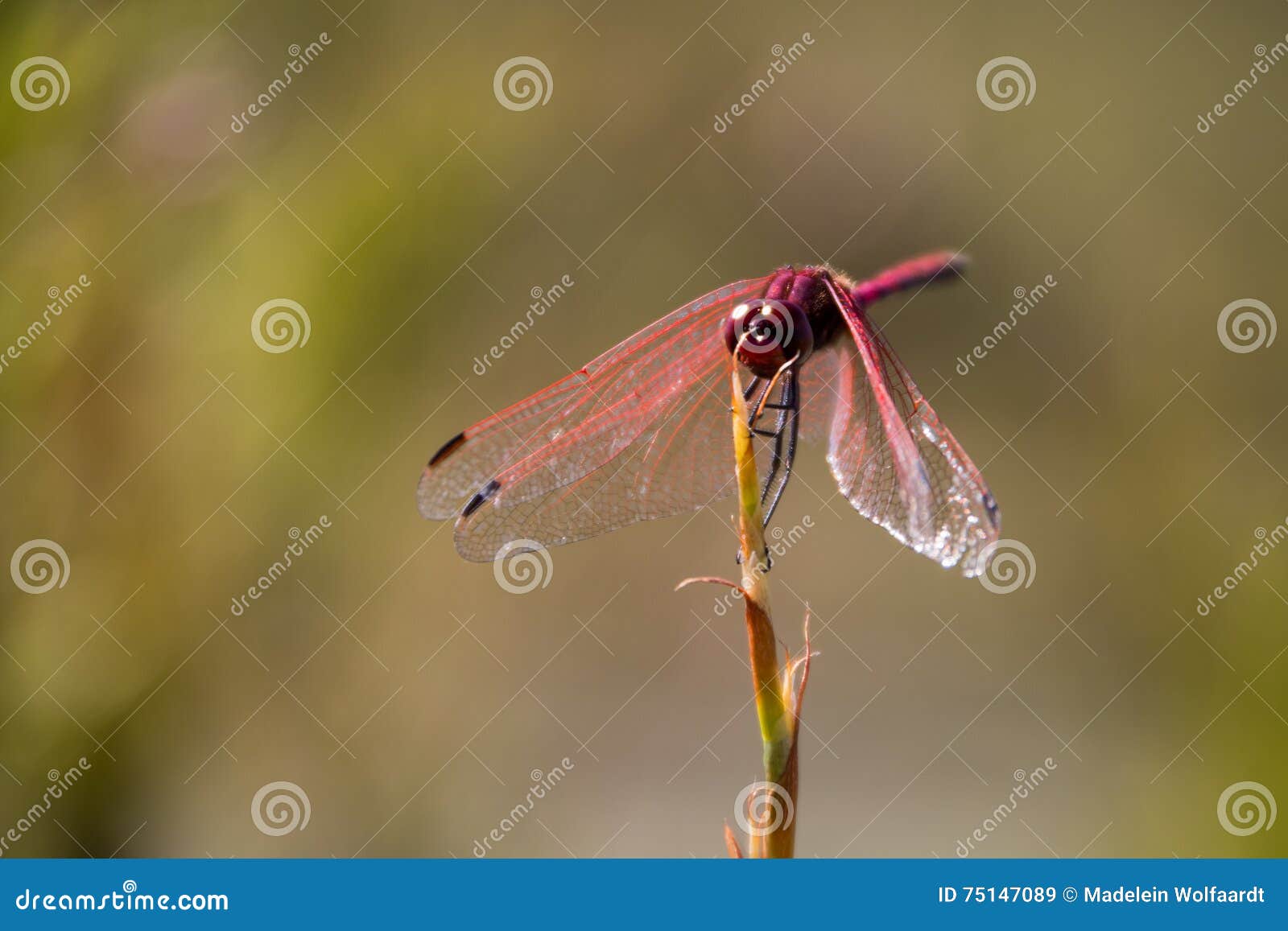 Red dragon fly stock image. Image of nature, insect, green - 75147089