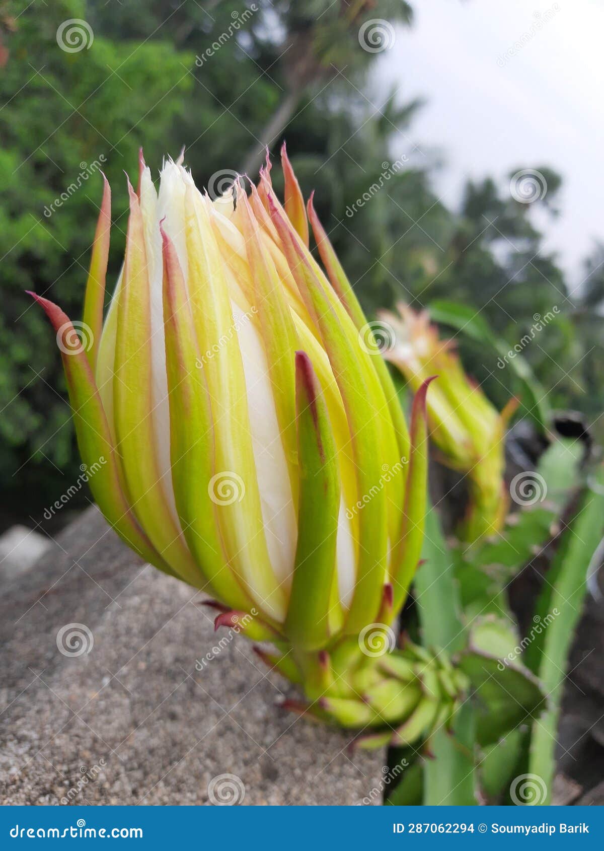 Red Dragon Fruit Flower Blooming Stock Photo - Image of length, layers ...