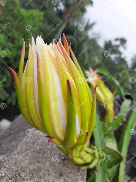 Red Dragon Fruit Flower Blooming Stock Photo - Image of fleshy ...