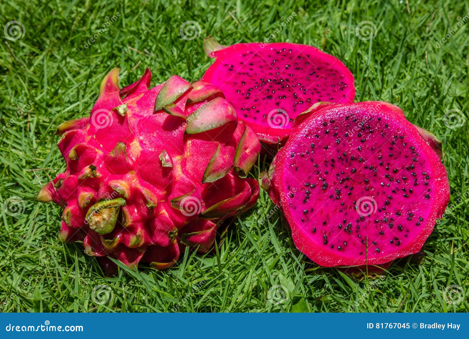 Red Dragon Fruit or Pitaya on the Grass, Indonesia Stock Image - Image ...