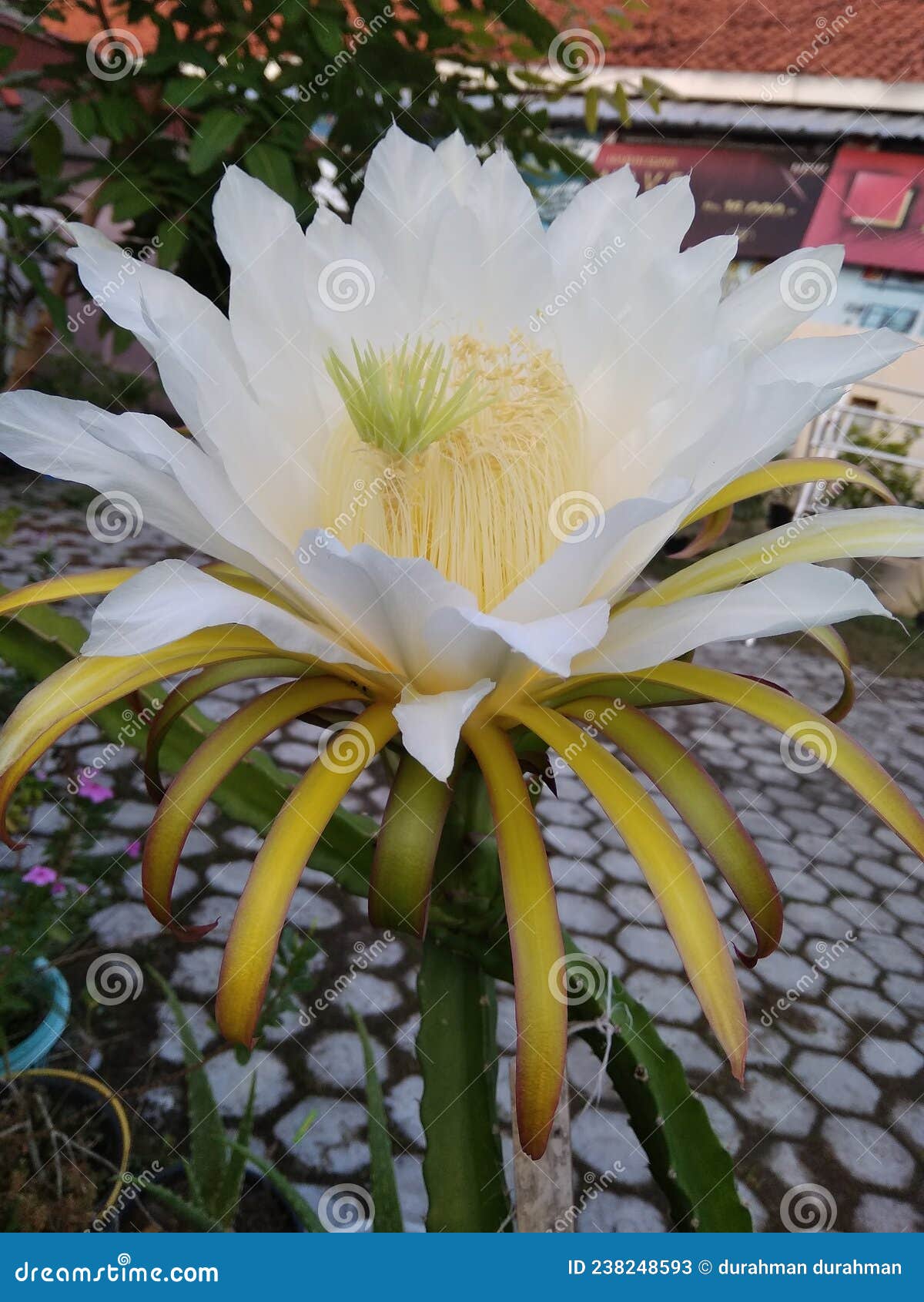 Red Dragon Fruit Tree Flowers Stock Image - Image of blossom, orchid ...