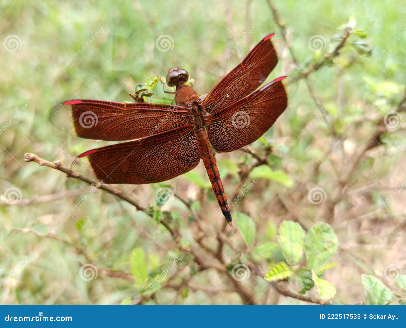Capung Merah Stock Photos - Free & Royalty-Free Stock Photos from ...