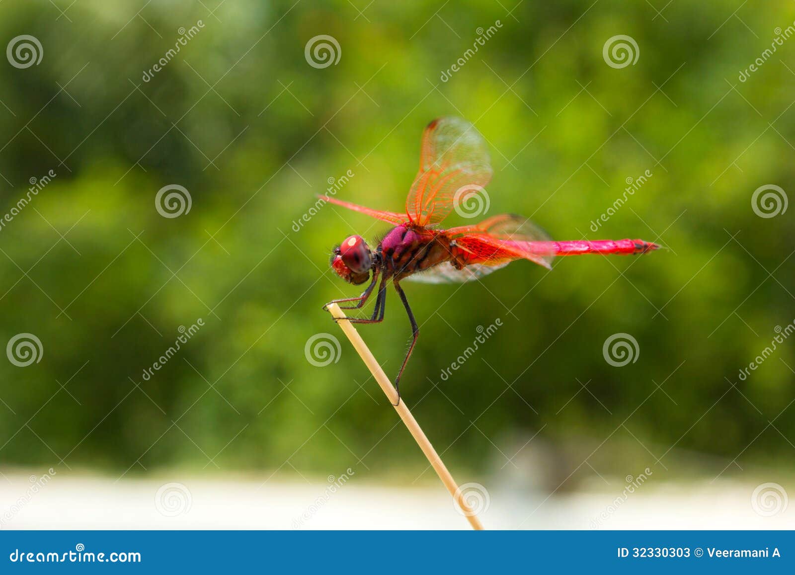 Red Dragon Fly Ready To Take Off Stock Photos - Free & Royalty-Free ...