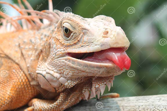 RED DRAGON in REAL LIFE stock image. Image of hahahahshs - 295434621