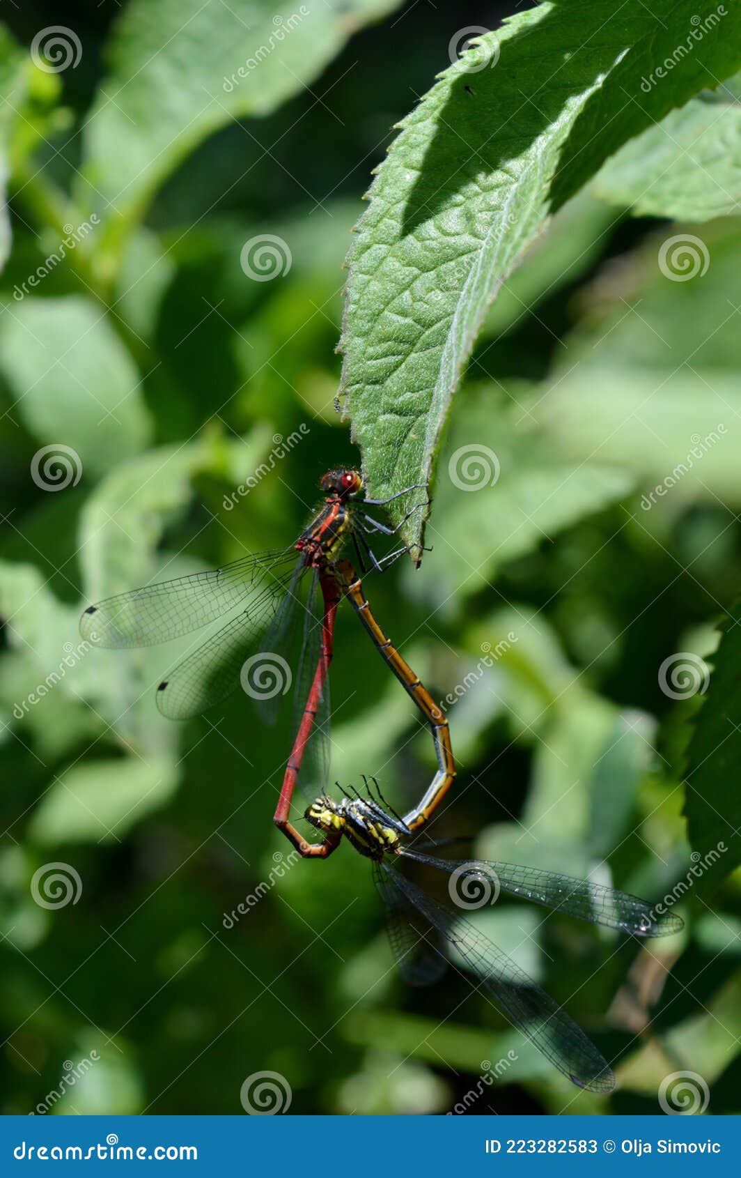 Red dragonflies in love stock image. Image of dragonflies - 223282583