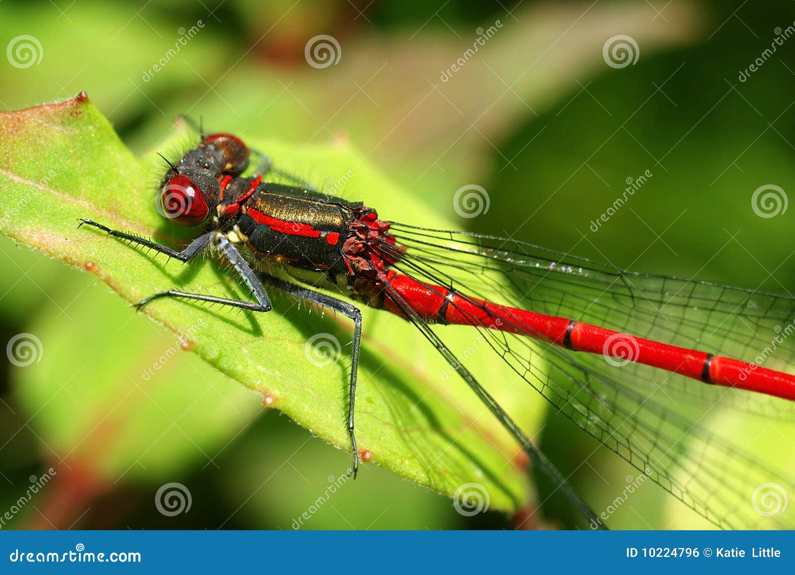 Red Dragonfly stock photo. Image of dragon, creature - 10224796
