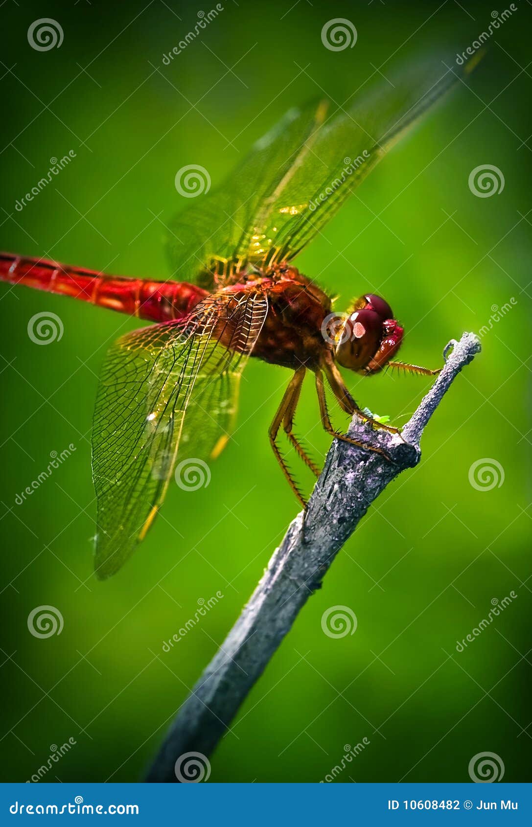 Red dragonfly stock photo. Image of dragonfly, green - 10608482