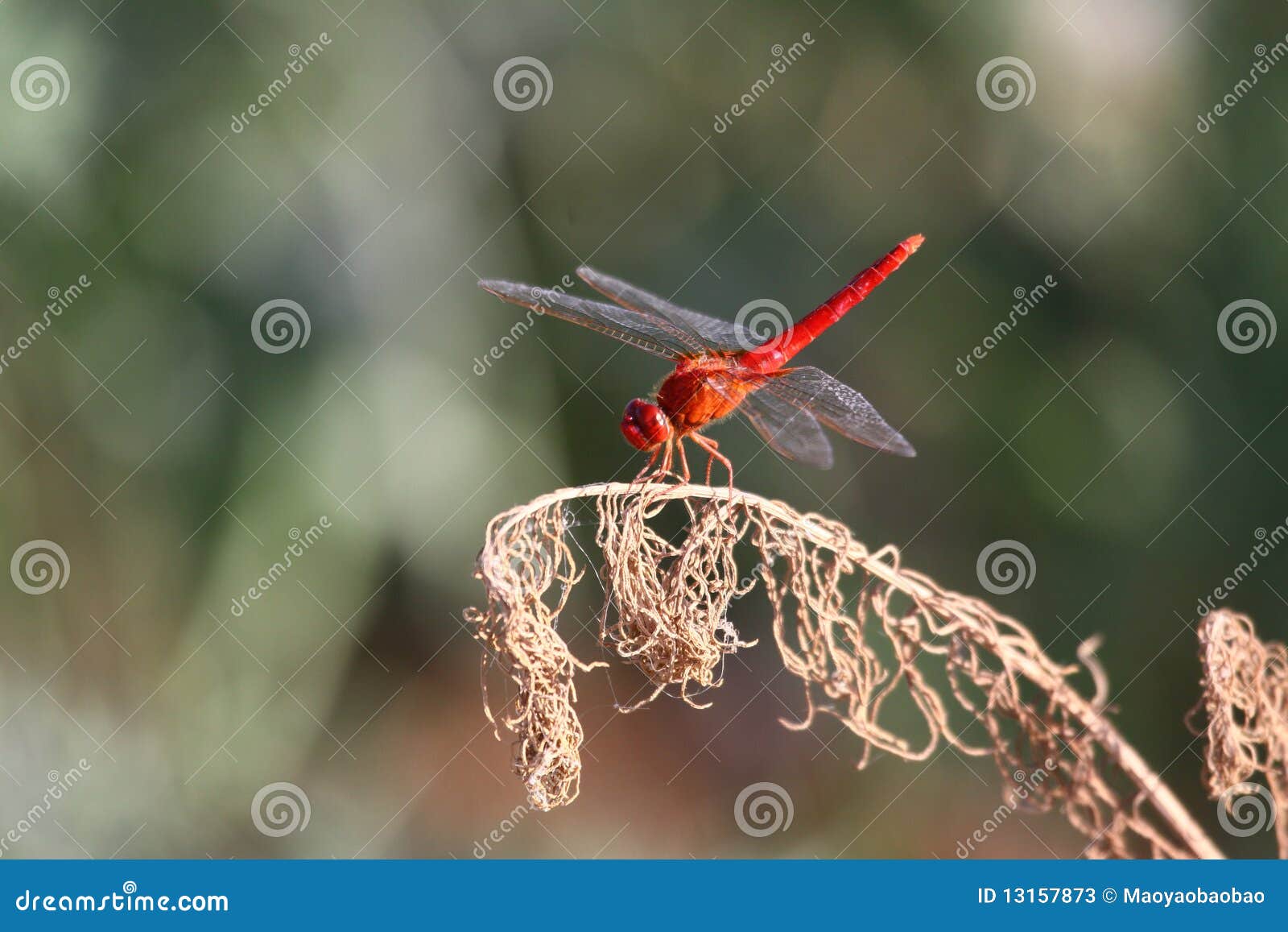 Red dragonfly stock image. Image of nature, grass, wings - 13157873