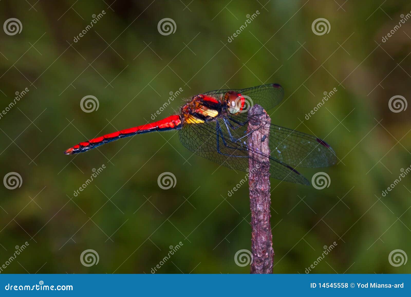 Red dragonfly stock photo. Image of striped, summer, swamp - 14545558