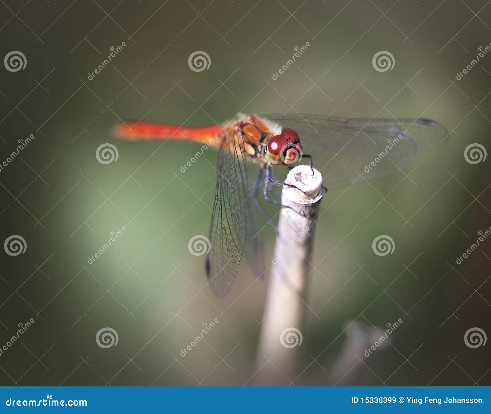 Red dragonfly stock image. Image of park, branch, nature - 15330399