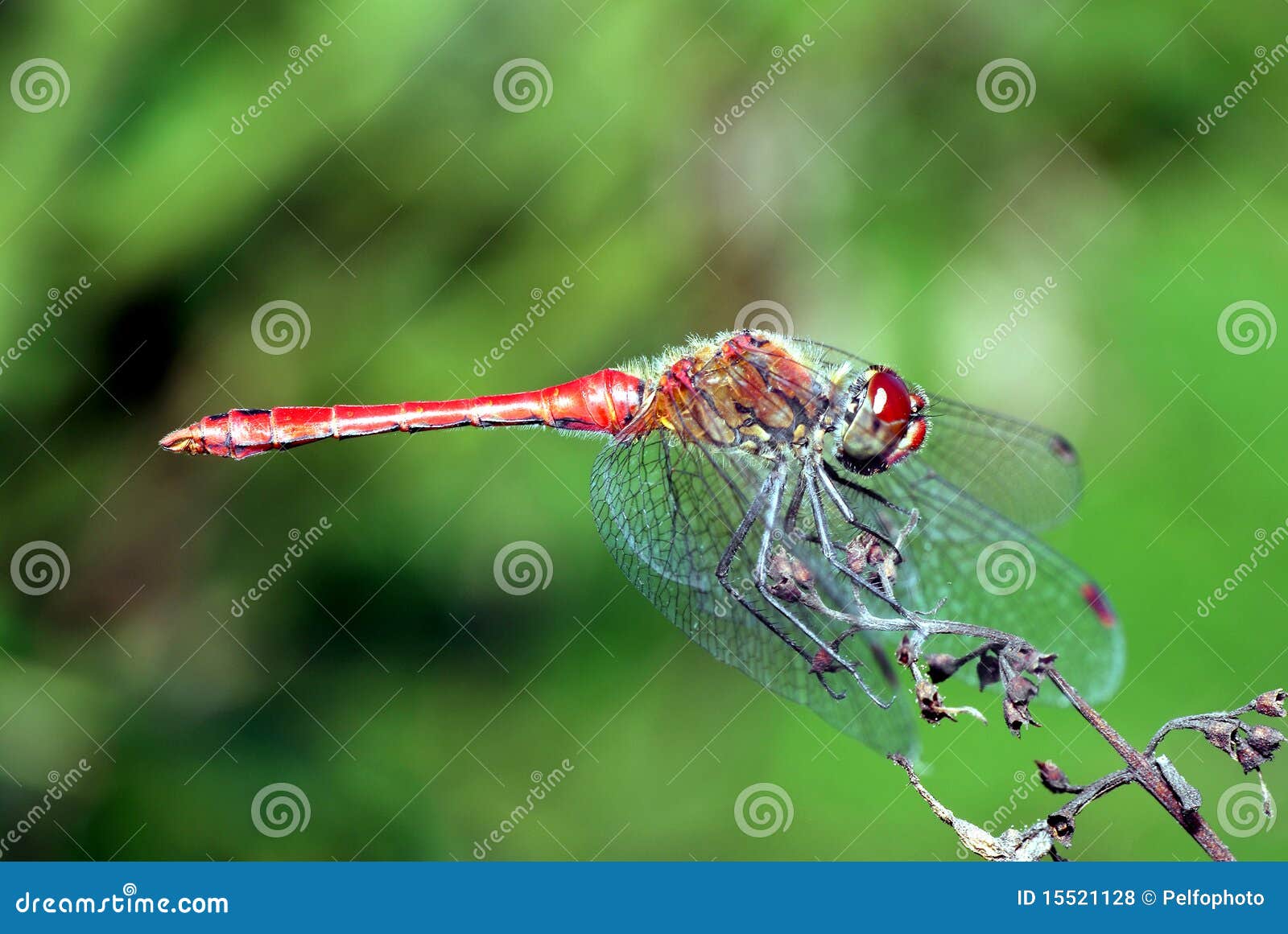Red dragonfly. stock photo. Image of natural, landing - 15521128