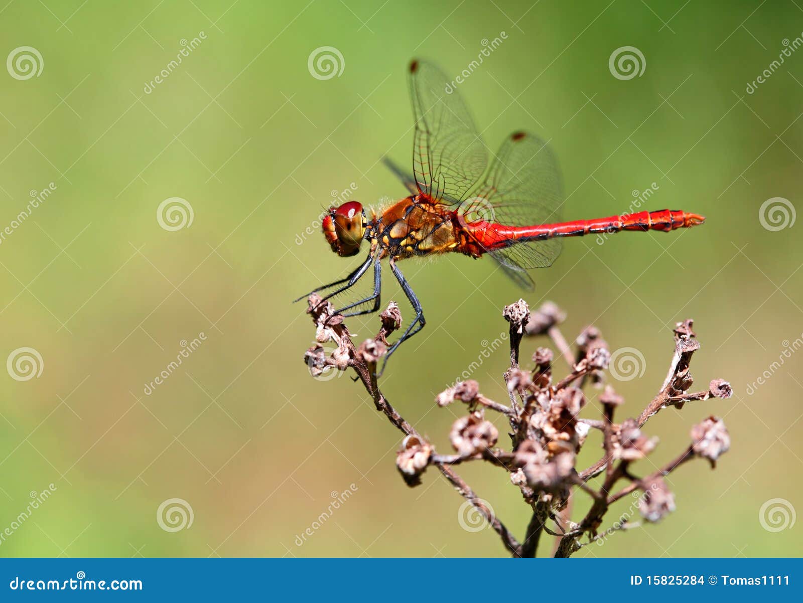 A red dragonfly stock photo. Image of foliage, park, darter - 15825284