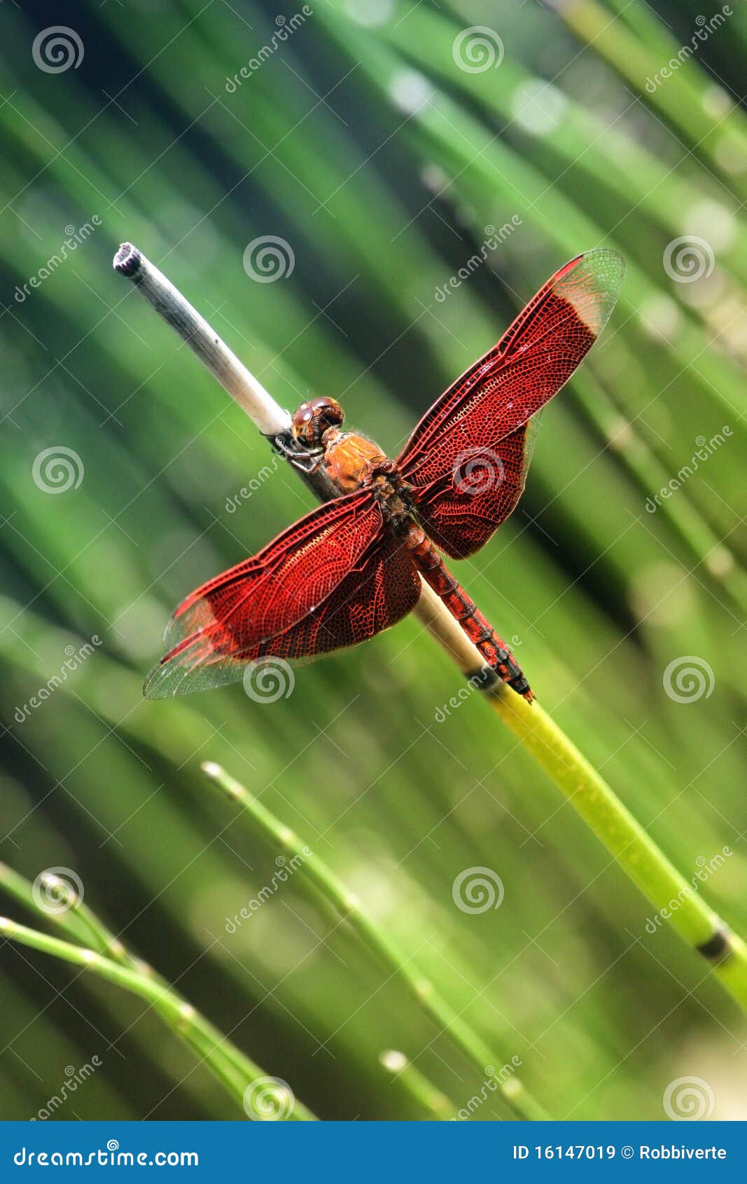 Red dragonfly stock image. Image of background, plant - 16147019