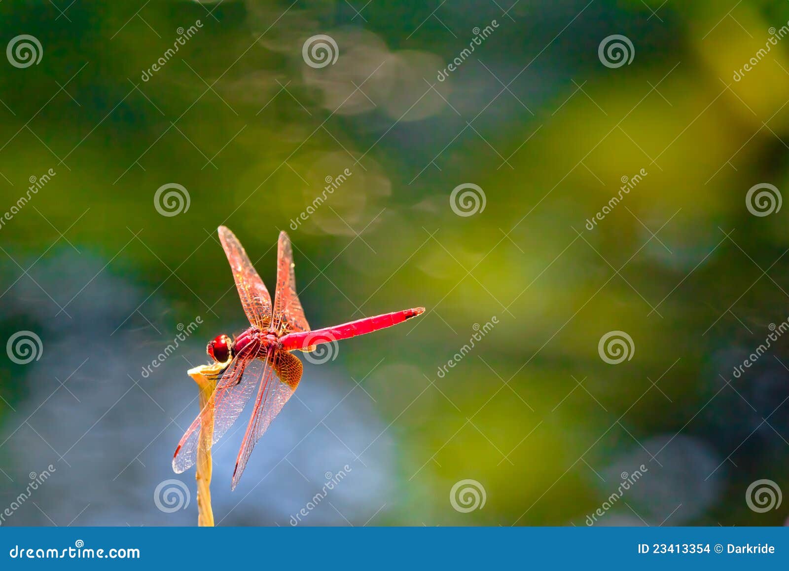 Red Dragonfly stock photo. Image of garden, pest, wings - 23413354