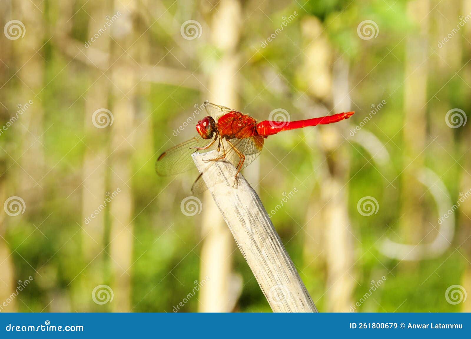 The Red Dragonfly stock image. Image of damselfly, green - 261800679