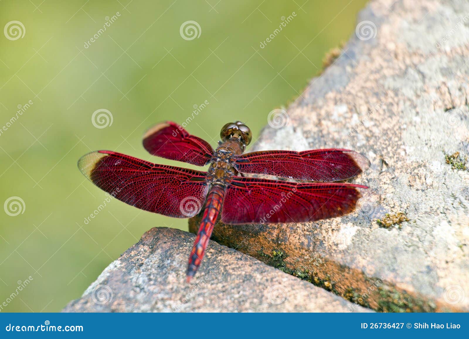 Red dragonfly stock image. Image of nature, anisoptera - 26736427