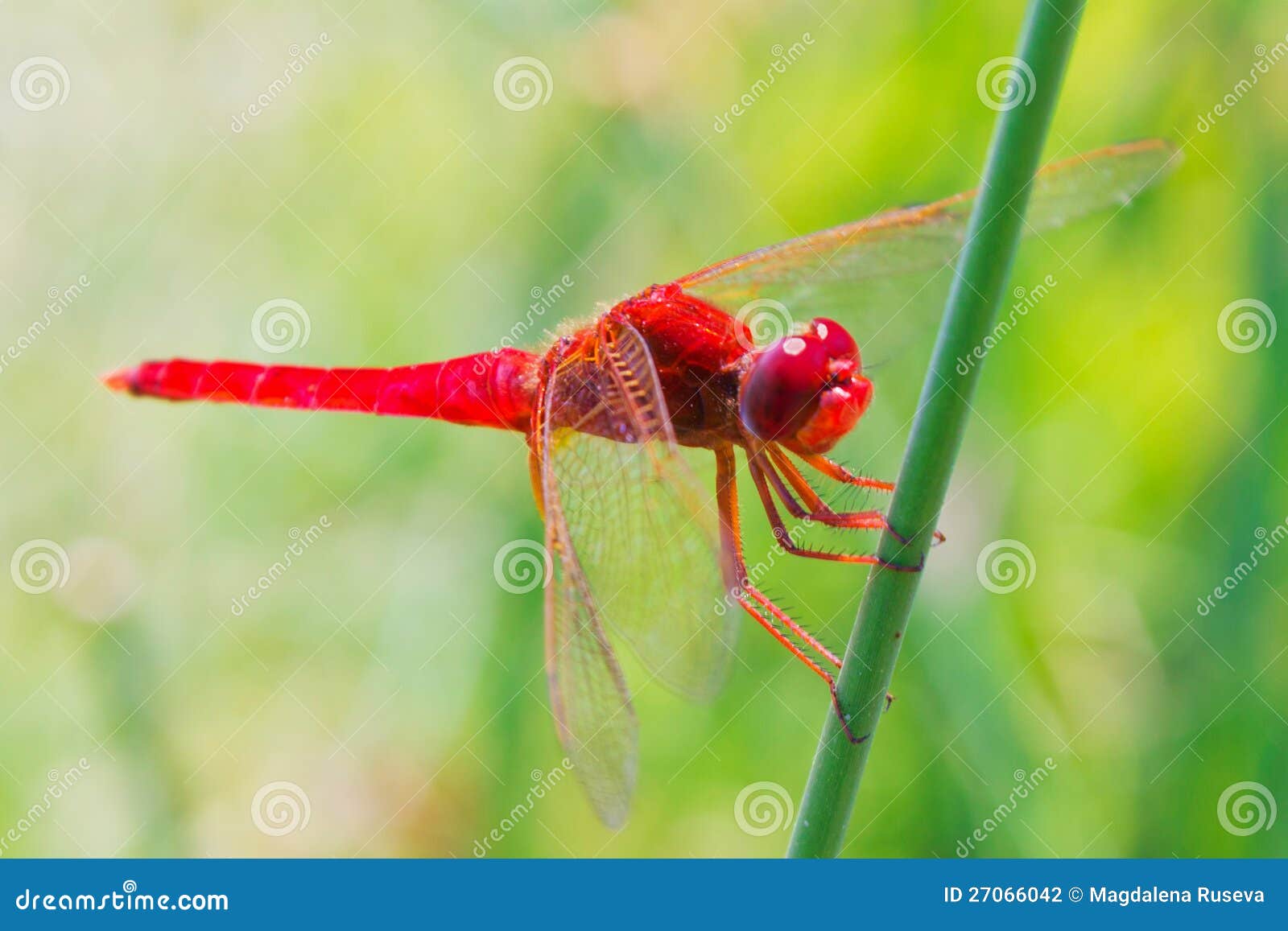 Red Dragonfly stock photo. Image of beautiful, water - 27066042