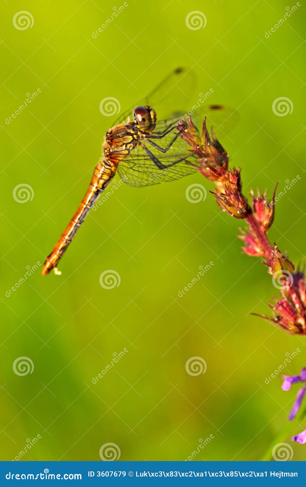 Red Dragonfly stock image. Image of torax, focus, body - 3607679