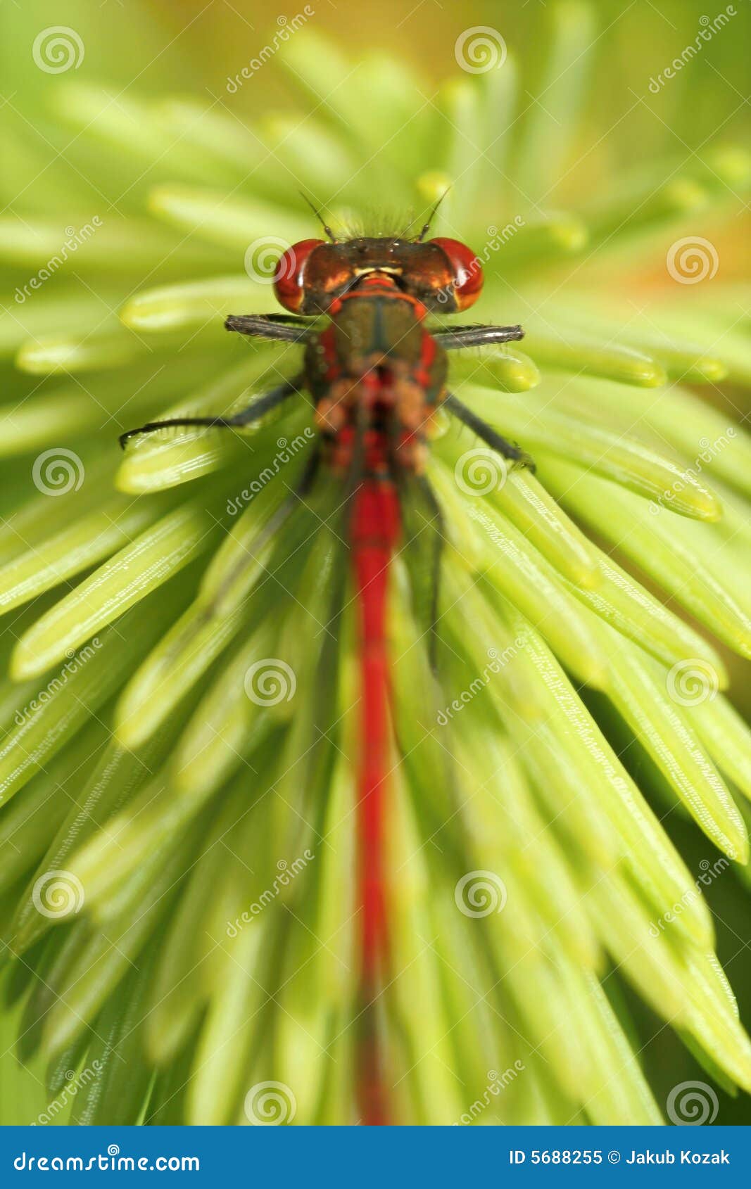 Red dragonfly stock image. Image of beautiful, freedom - 5688255