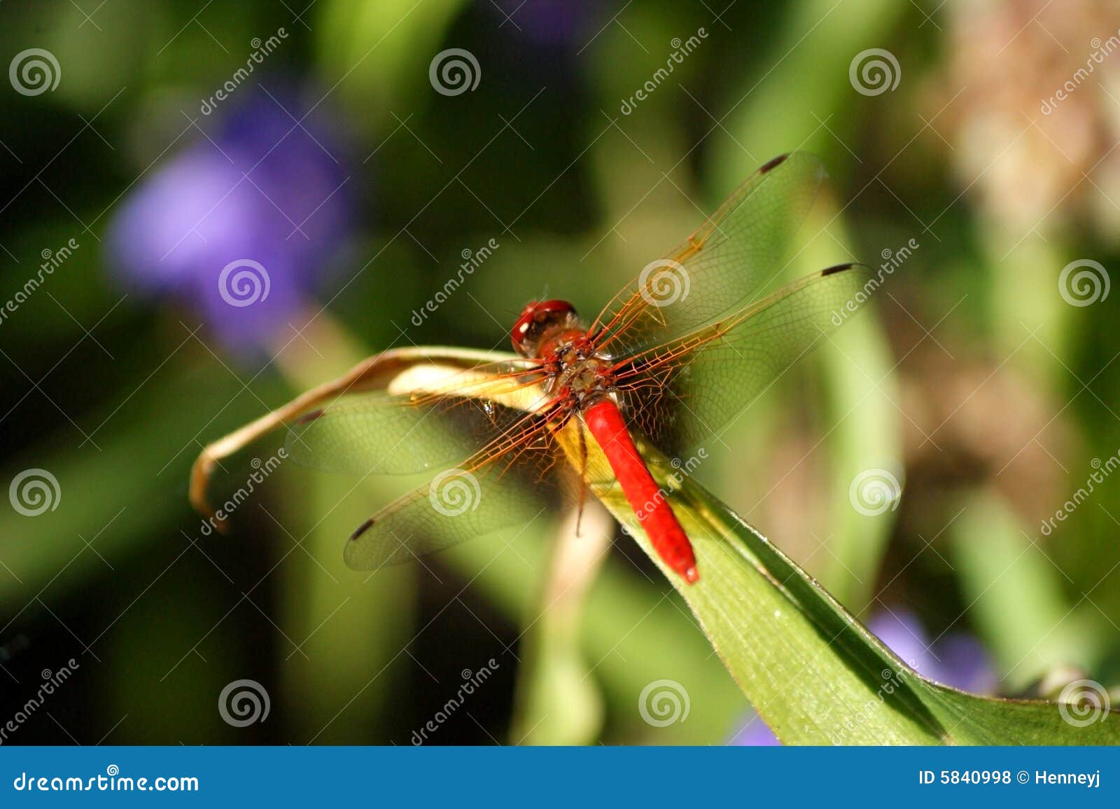 Red Dragonfly stock photo. Image of fast, crimson, flight - 5840998