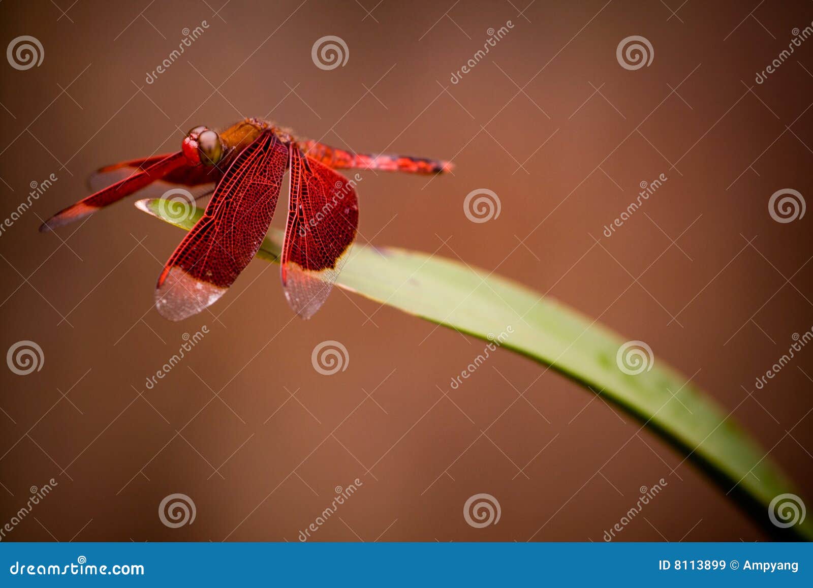 Red dragonfly stock image. Image of color, wildlife, insect - 8113899