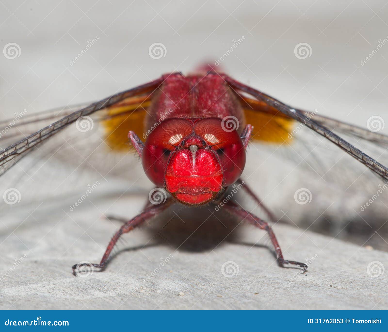 Red dragonfly - Angry face stock image. Image of anger - 31762853