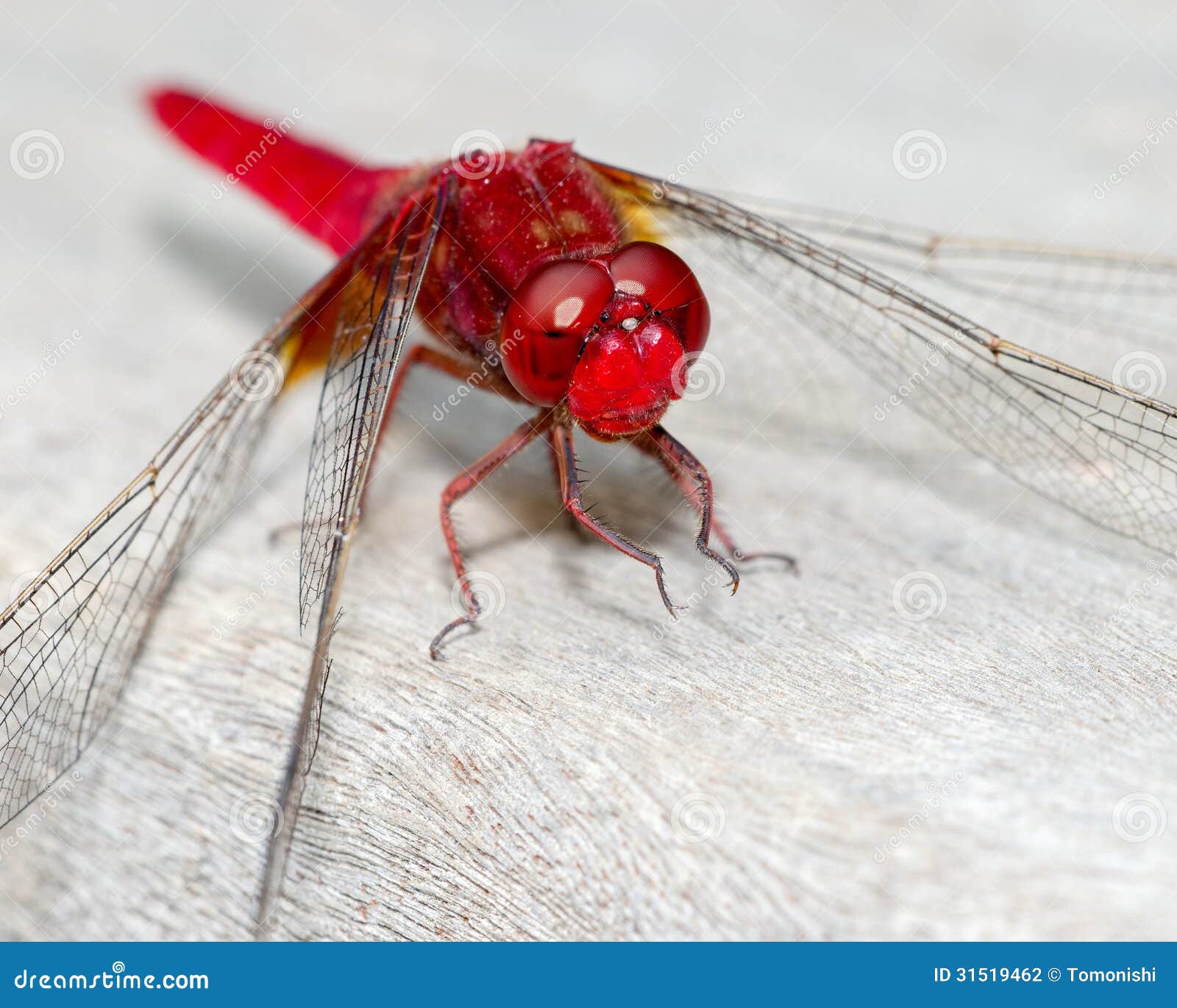 Red dragonfly stock photo. Image of wings, nature, dragonfly - 31519462
