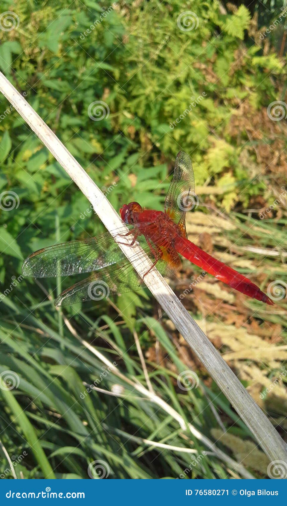 Red dragonfly stock image. Image of creature, beauty - 76580271