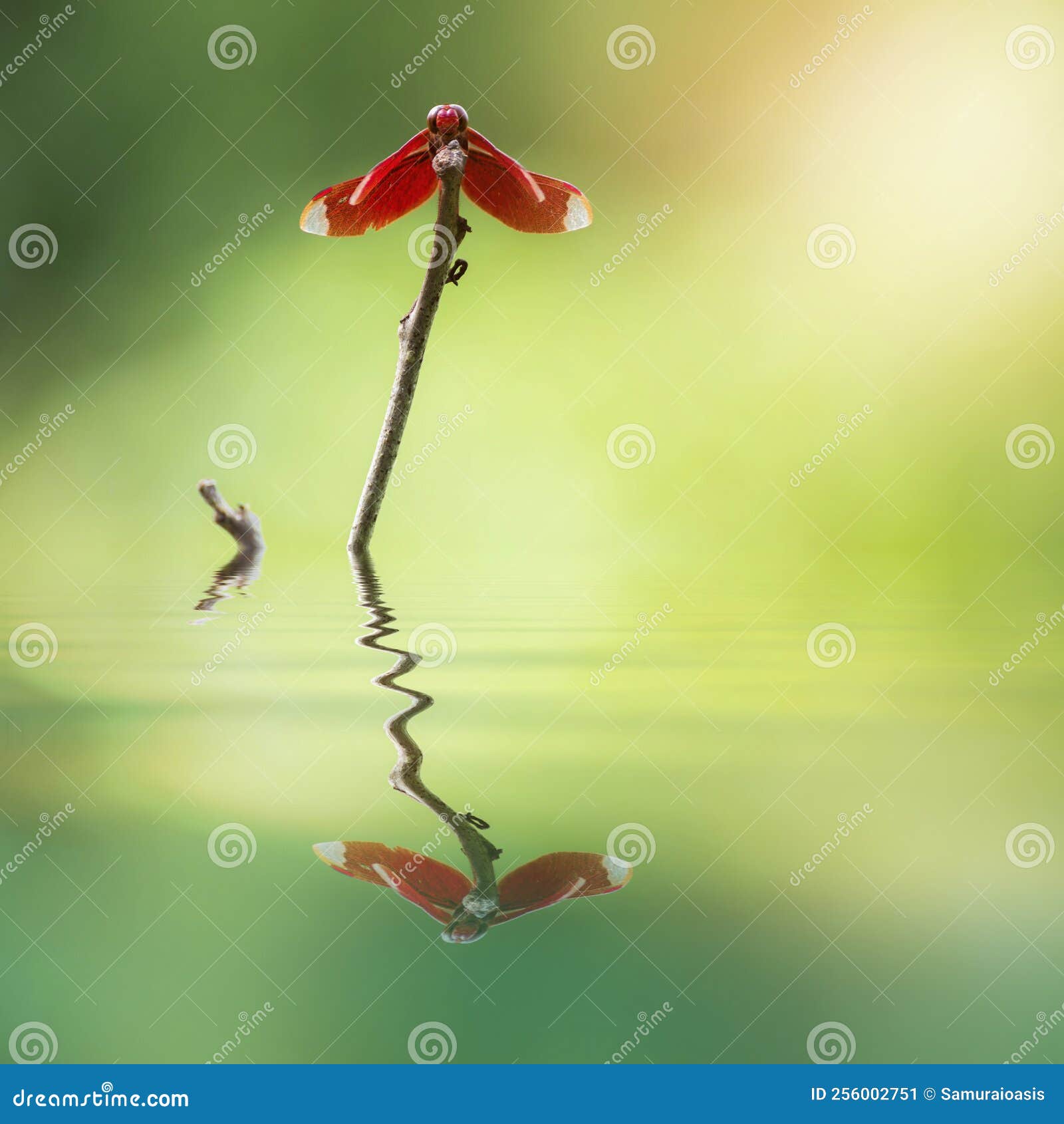 Red Dragonfly on a Branch Water Reflection Neurothemis Ramburii Stock ...