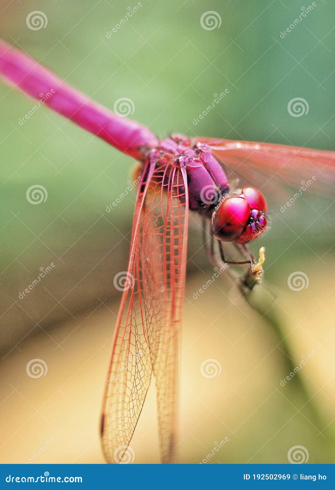 Red dragonfly close up stock image. Image of close, magenta - 192502969