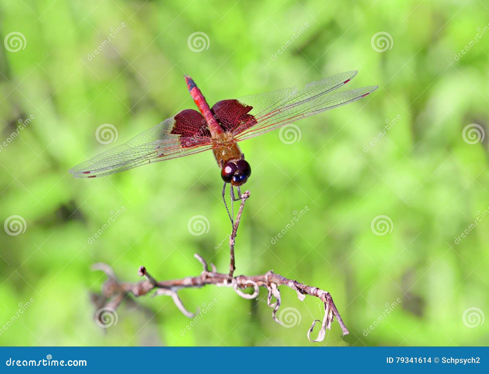 Close-up of a Red Dragonfly Stock Photo - Image of dragonfly, branch ...