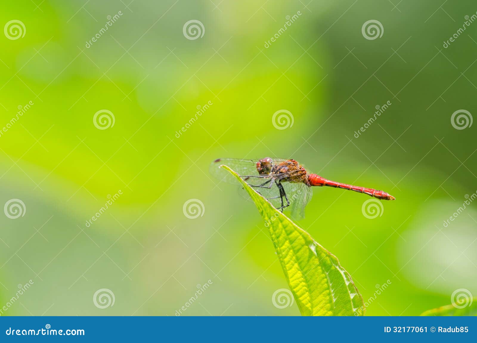Red Dragonfly stock image. Image of nature, bright, close - 32177061