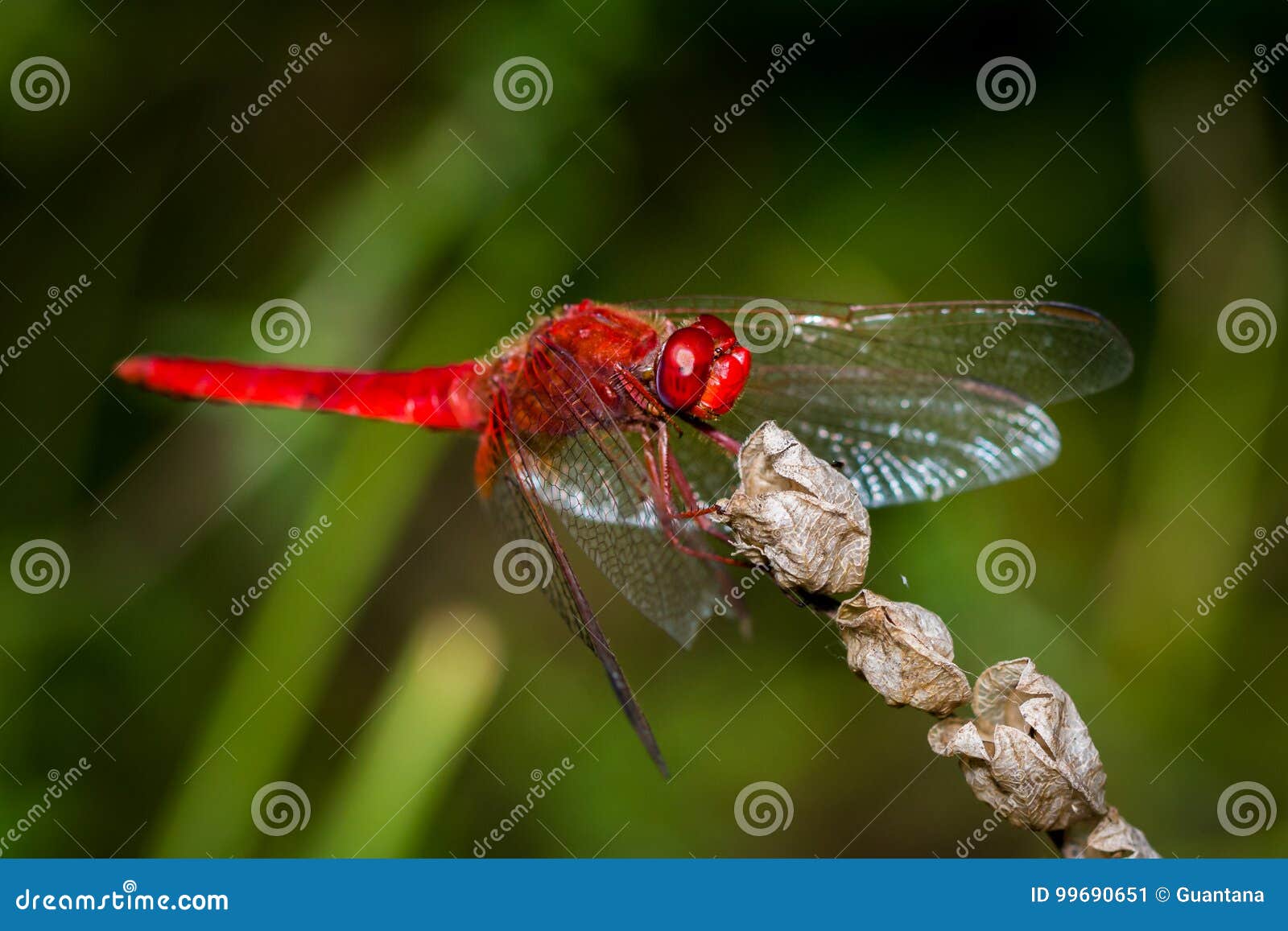 Red Dragonfly close up stock image. Image of colorful - 99690651