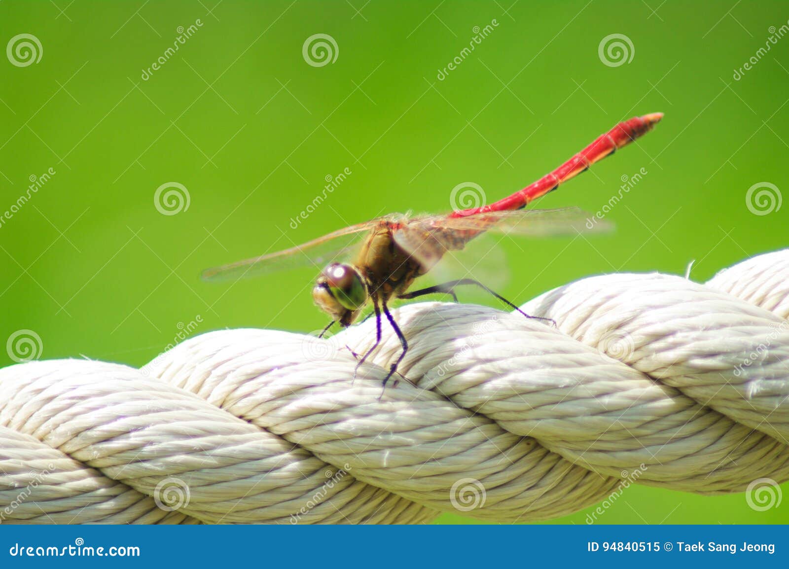 Red dragonfly close up stock image. Image of nature, green - 94840515