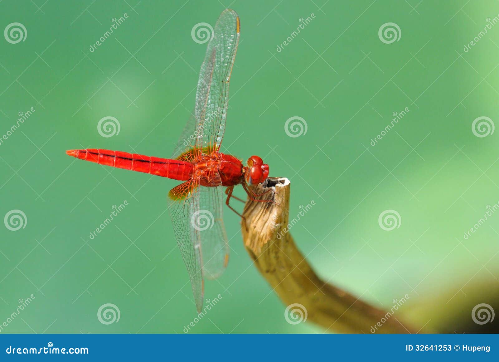 A red dragonfly stock image. Image of colors, beautiful - 32641253