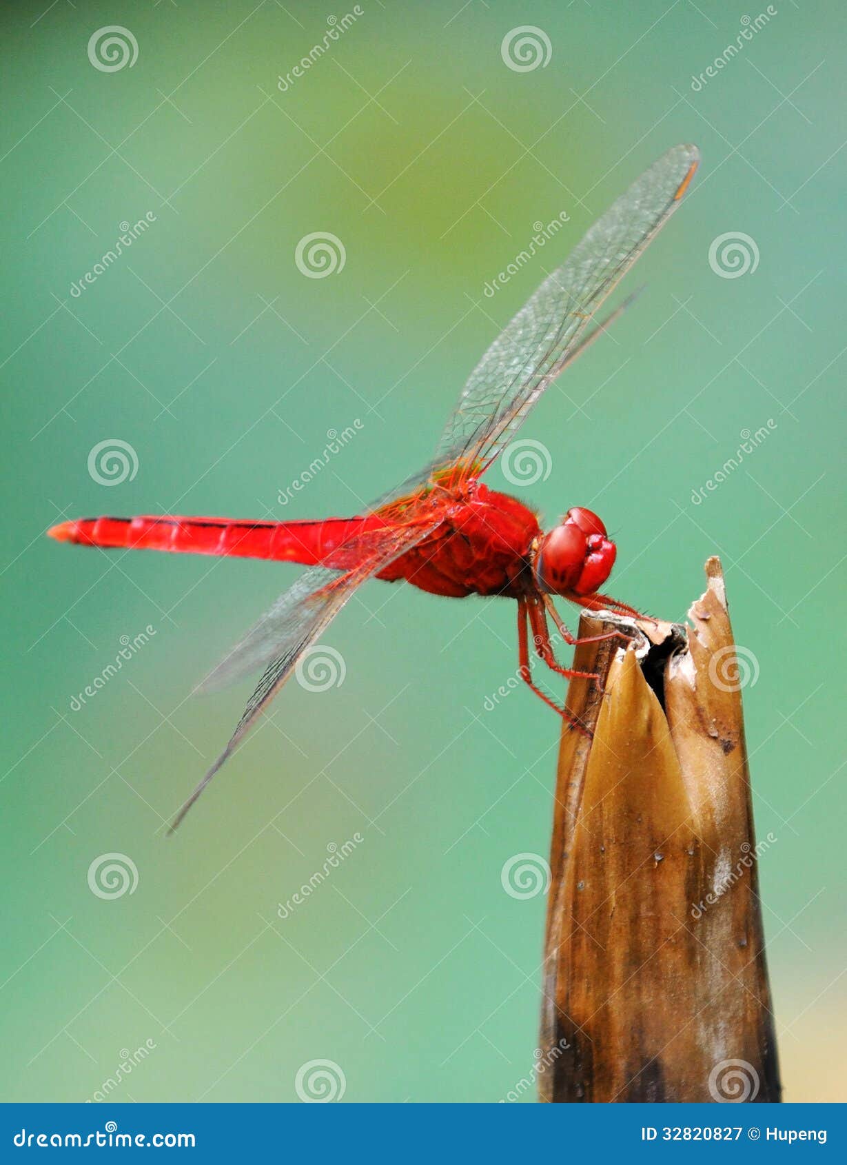 A red dragonfly stock image. Image of flying, nice, dragonfies - 32820827