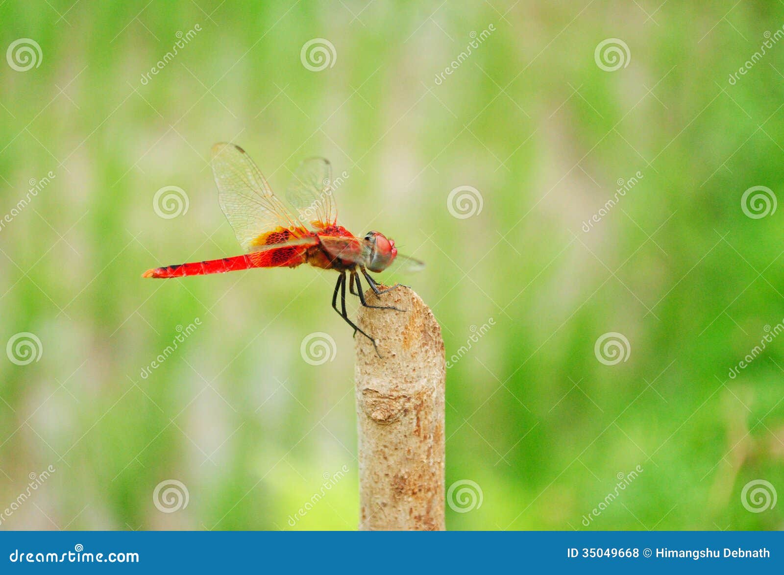 Red Dragonfly stock photo. Image of colorful, forest - 35049668