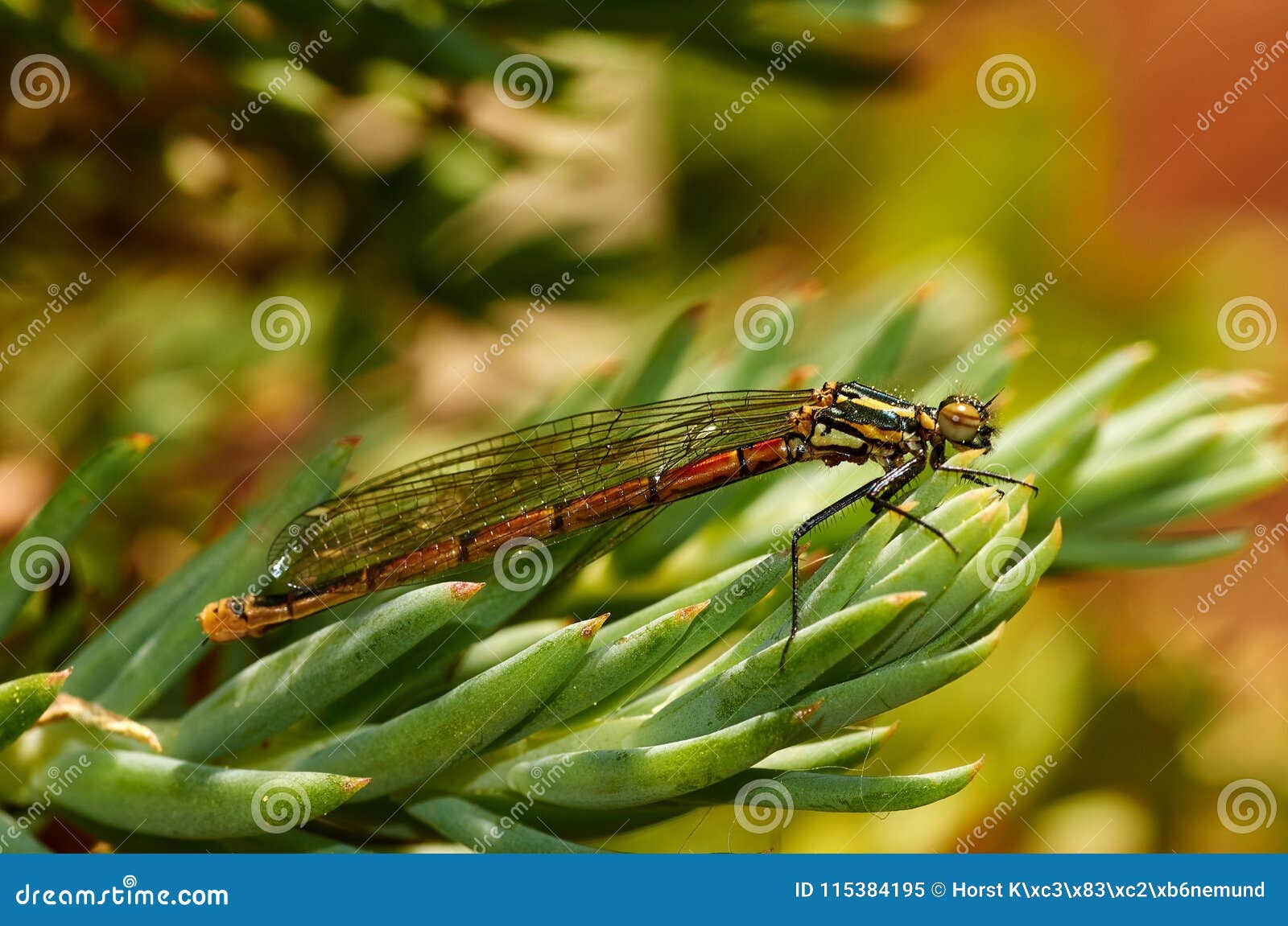 Red Dragonfly Damselfly Zygoptera Eats Prey on Grass. Stock Image ...