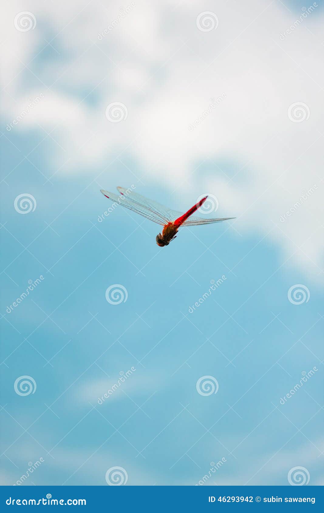 Red dragonfly stock photo. Image of anly, wing, dragonfly - 46293942