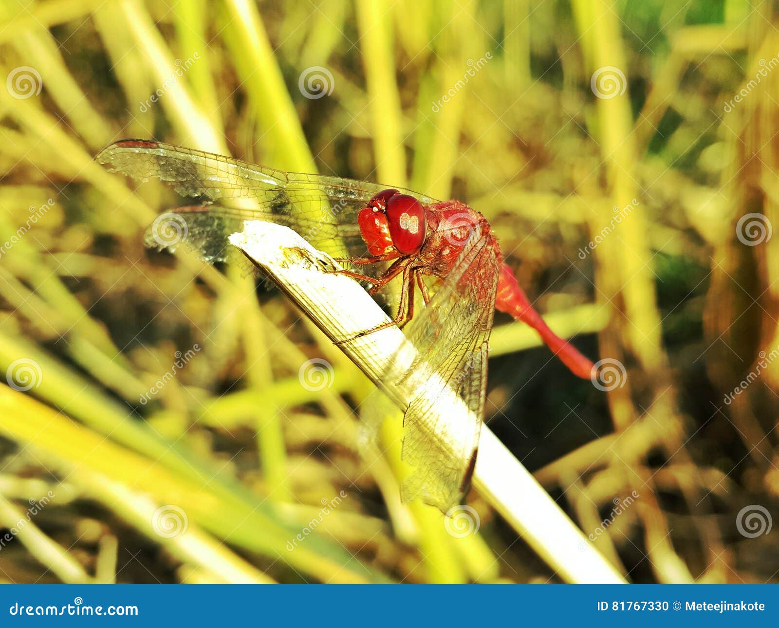 Red Dragonfly in the Field after Rice Harvesting Stock Photo - Image of ...