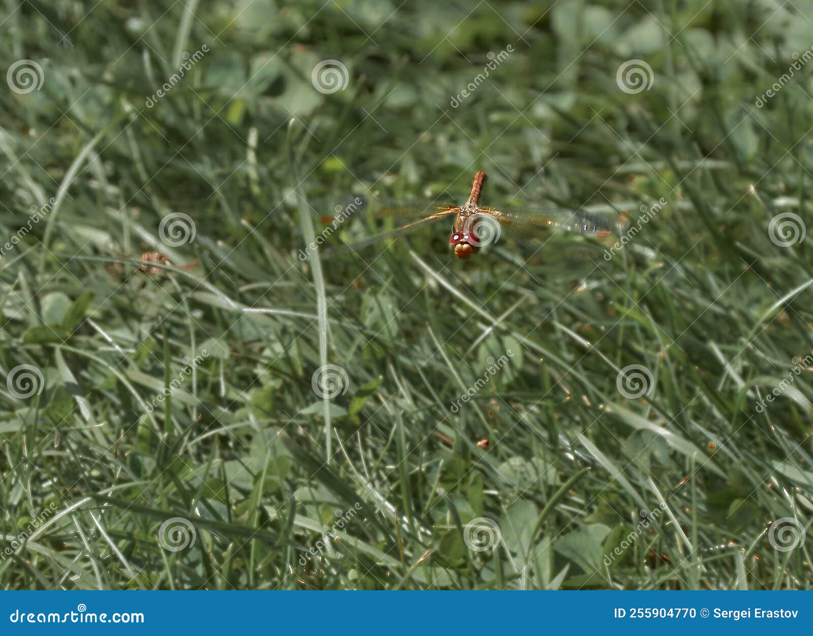 Red Dragonfly in Flight Over the Lawn in the Garden Stock Photo - Image ...