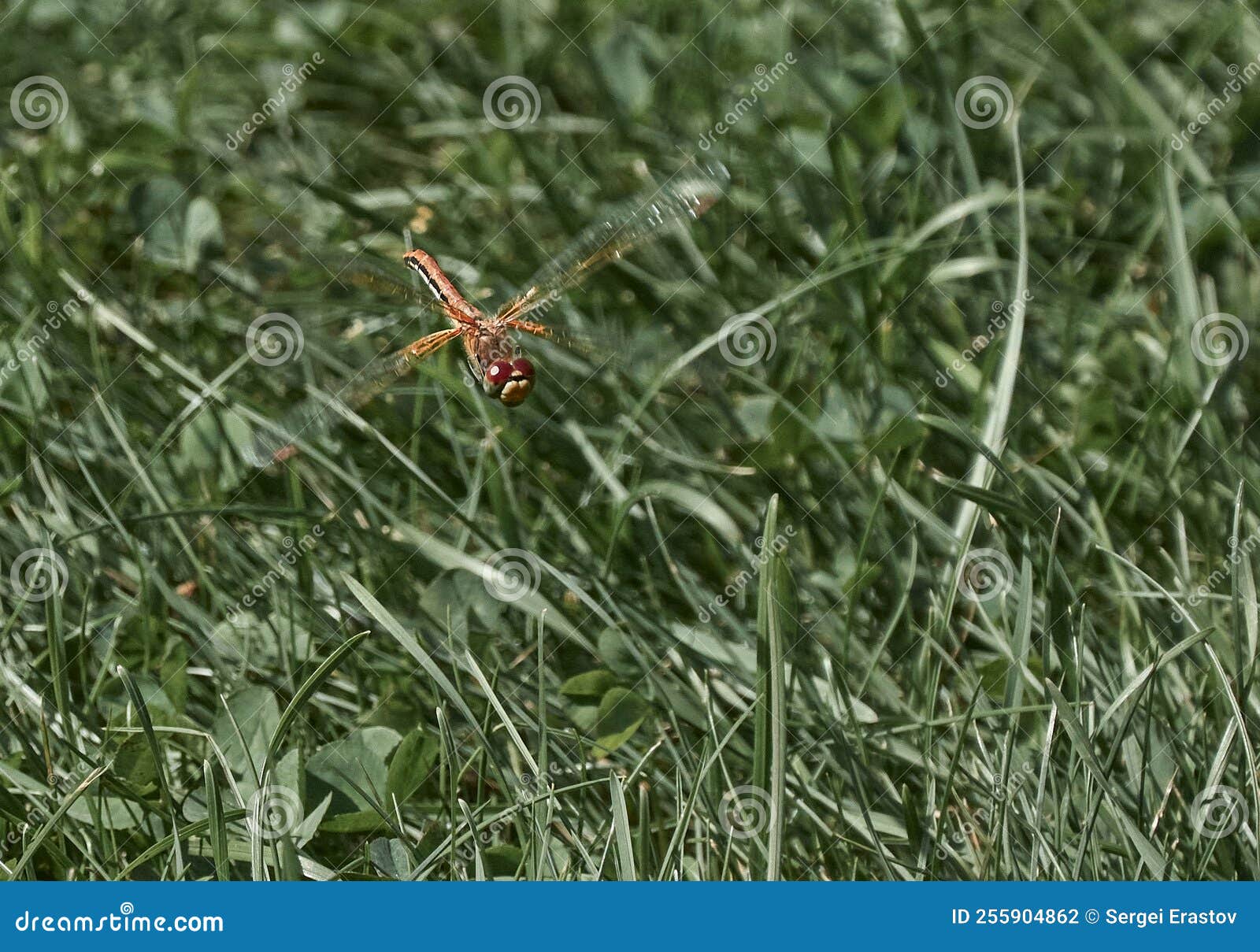 Red Dragonfly in Flight Over the Lawn in the Garden Stock Photo - Image ...