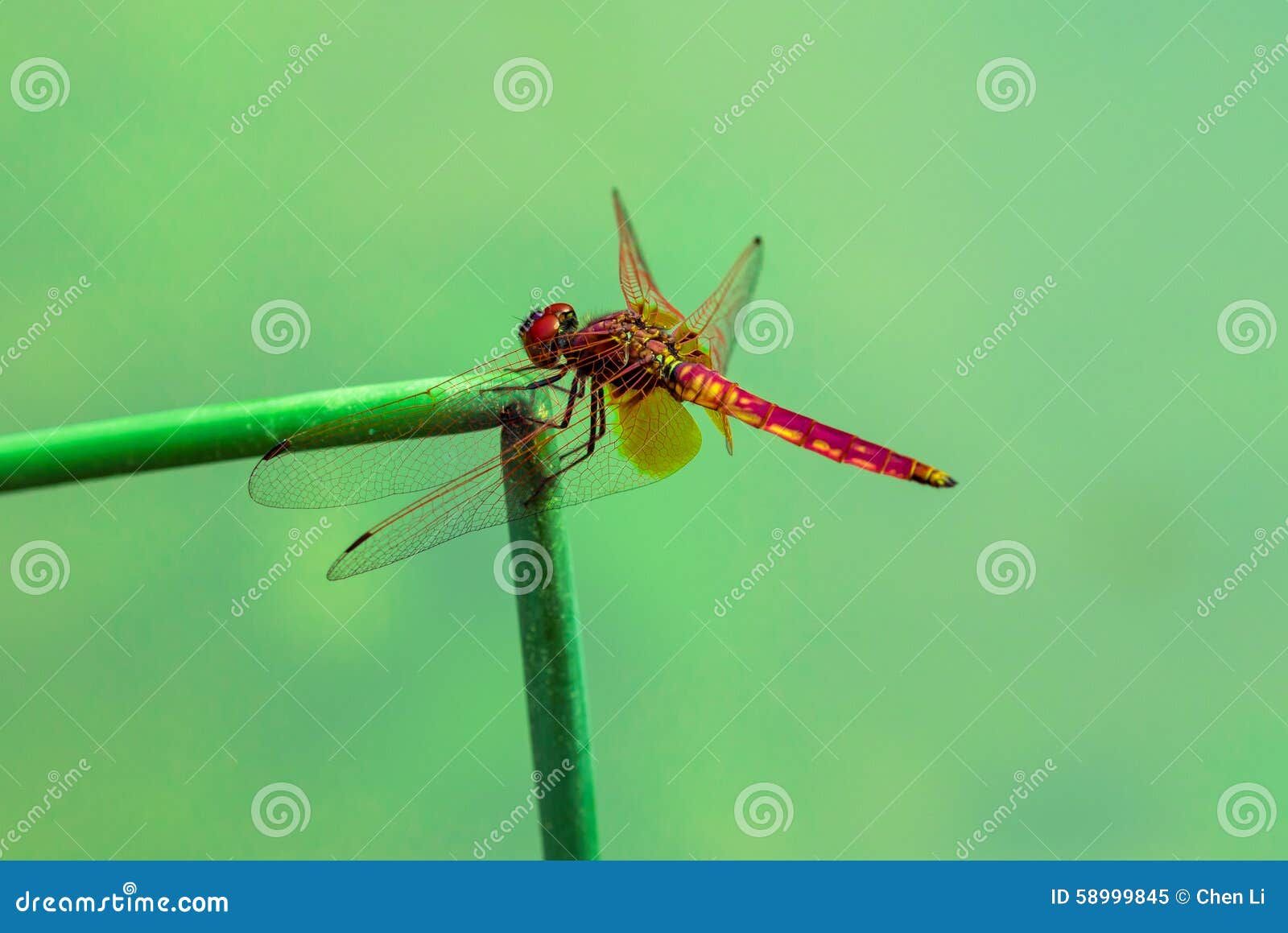 Red dragonfly stock image. Image of wild, nature, rest - 58999845