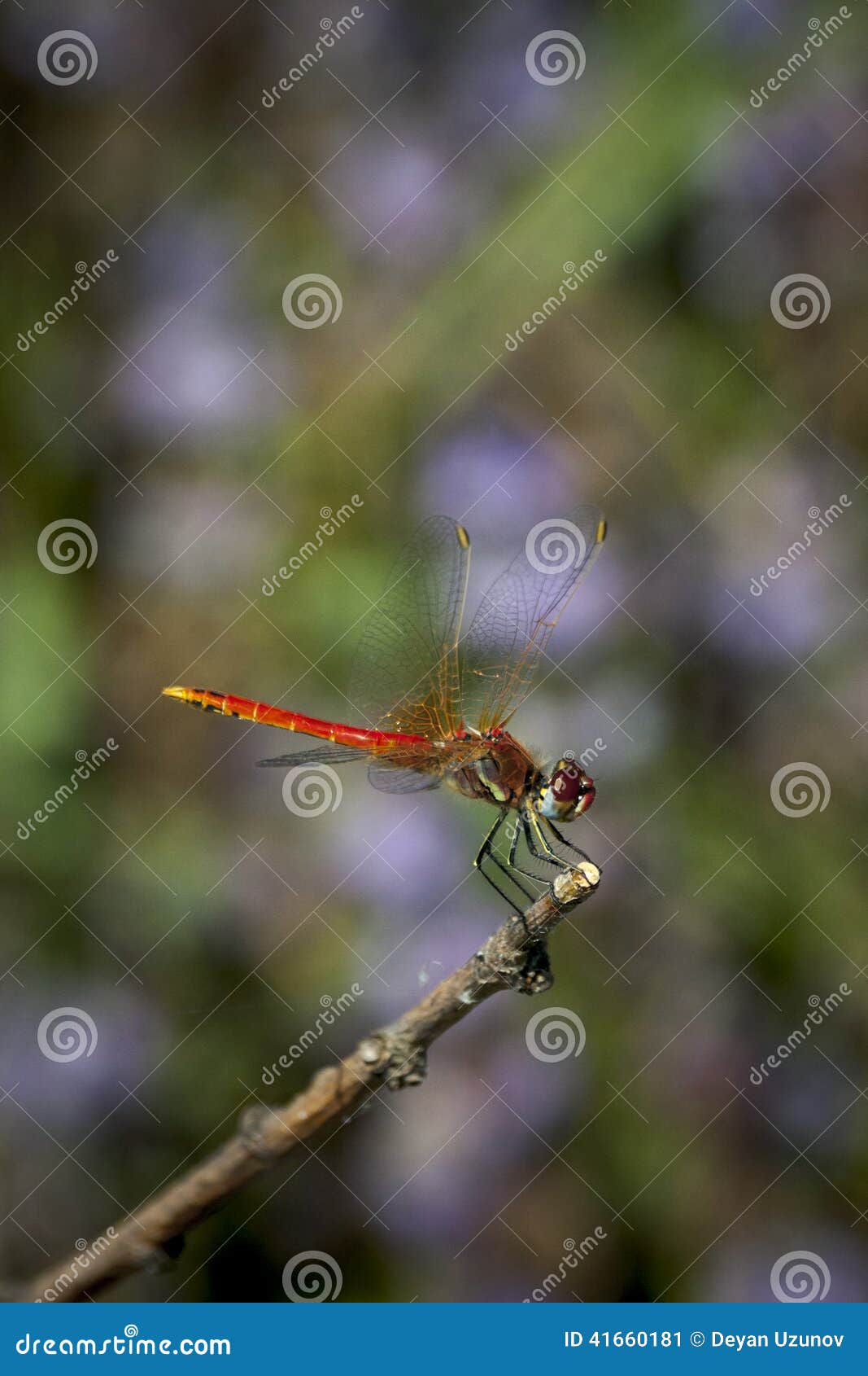 Red Dragonfly Insect Fly Closeup Stock Image - Image of closeup ...