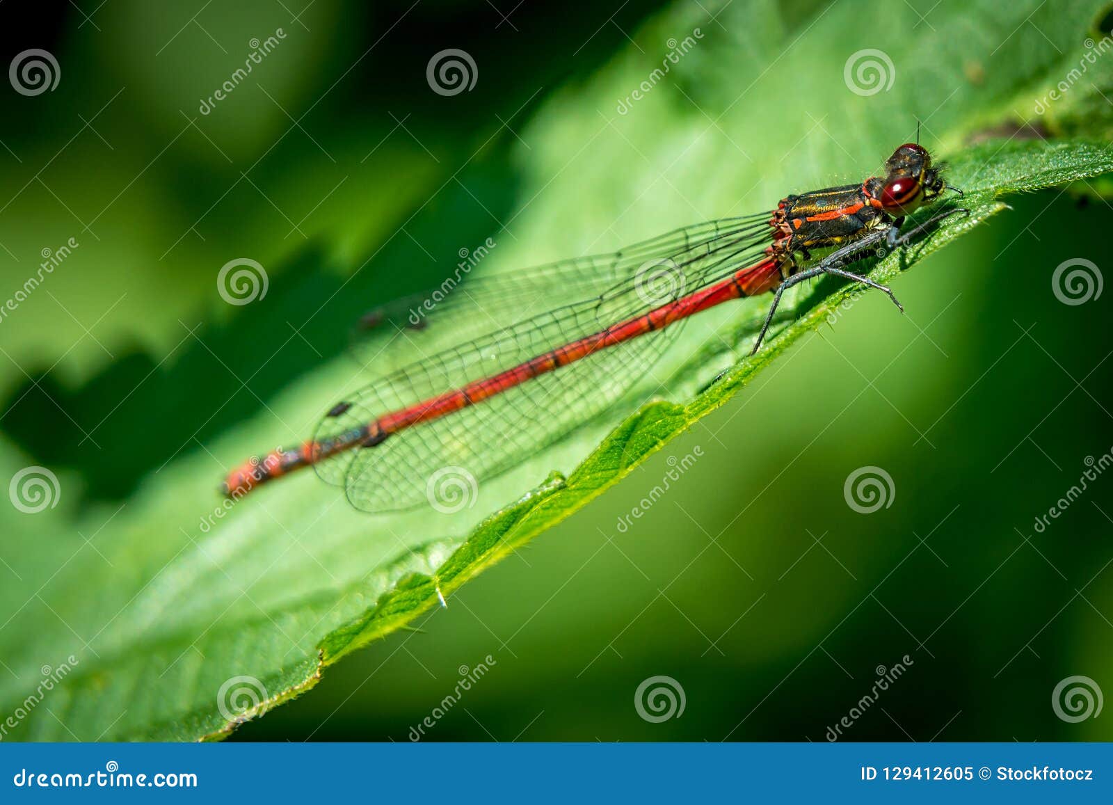 Red Dragonfly on grass stock image. Image of insect - 129412605