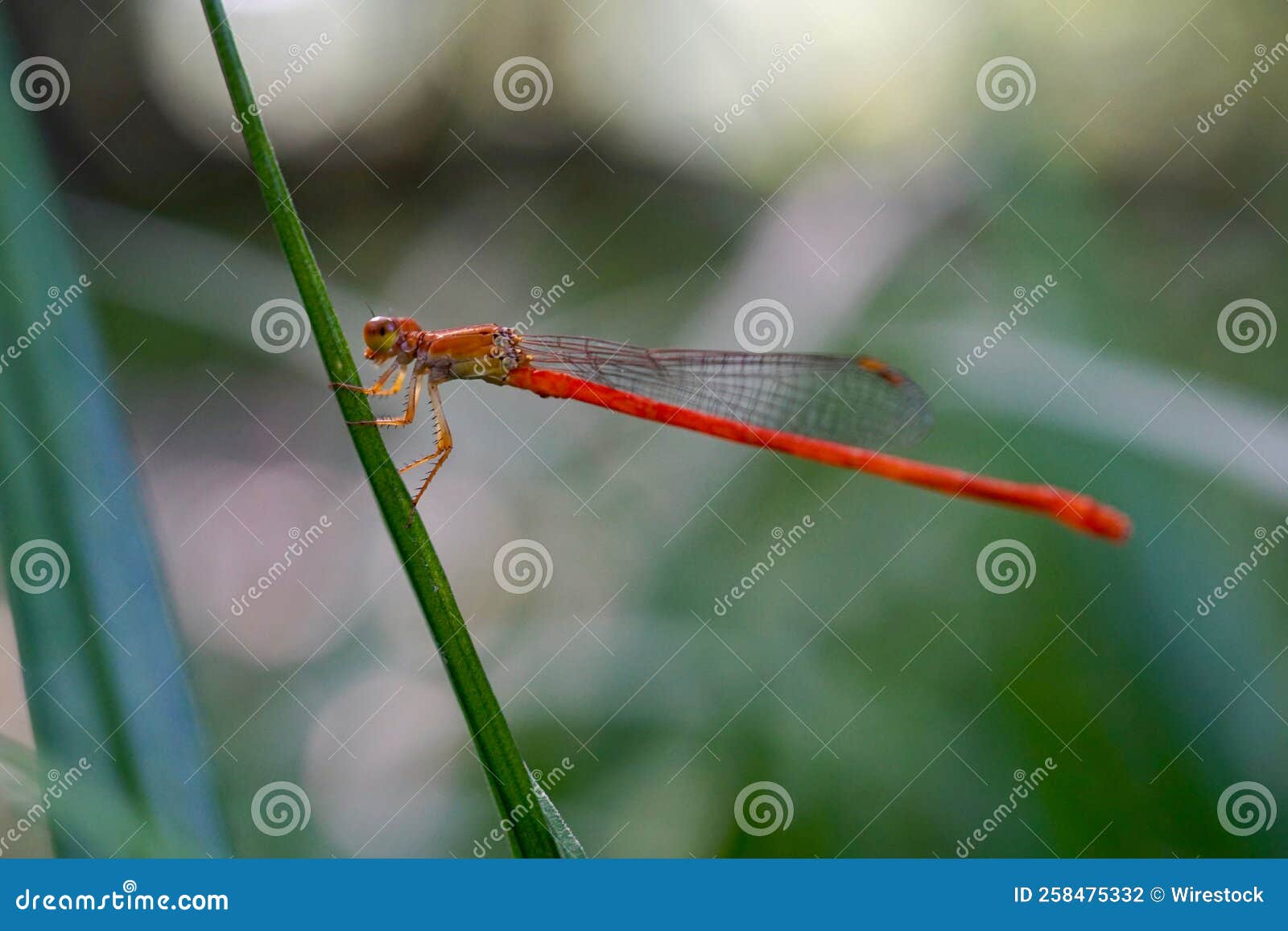 Red Dragonfly in Hangzhou, China Stock Photo - Image of wildlife, wood ...