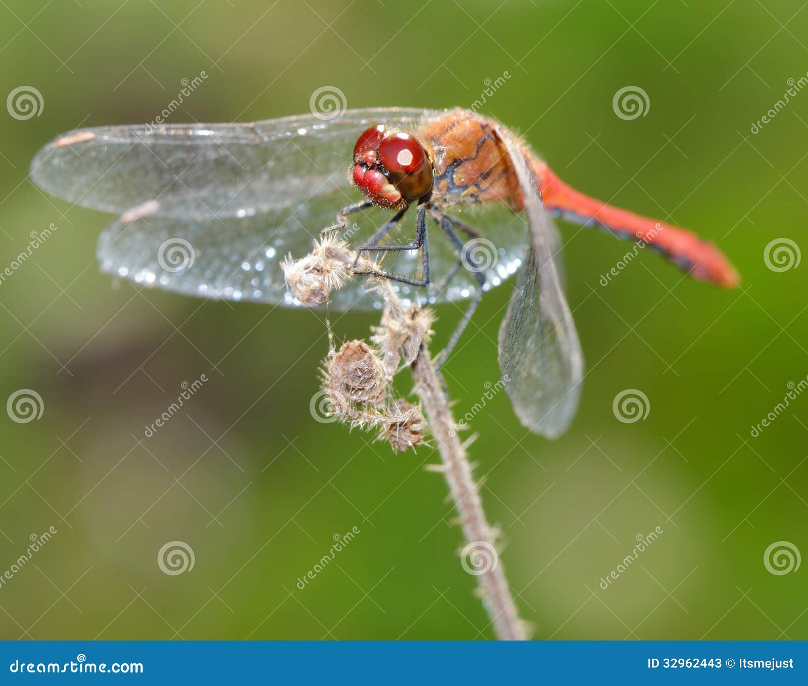 Red dragonfly. stock image. Image of park, anisoptera - 32962443
