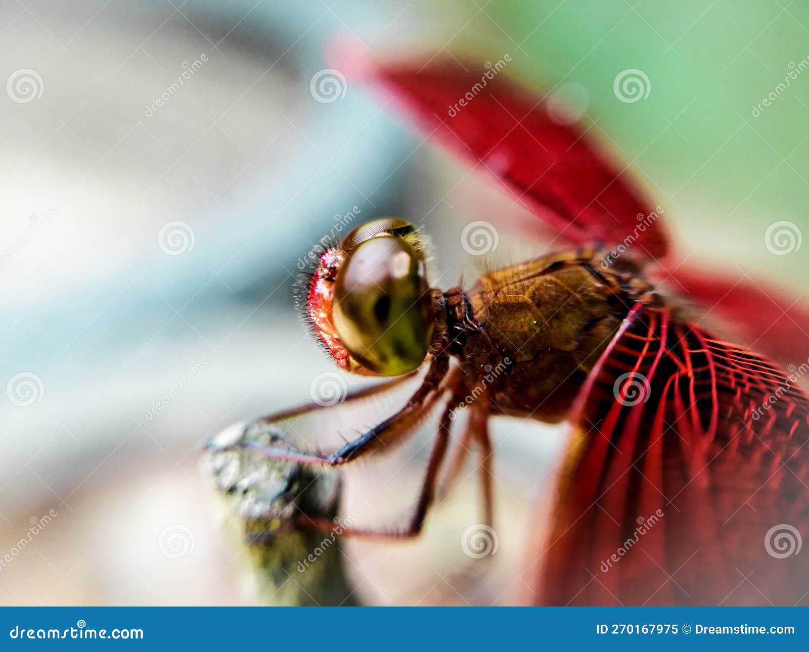 Red Dragonfly Insect Macroshot Stock Illustration - Illustration of ...
