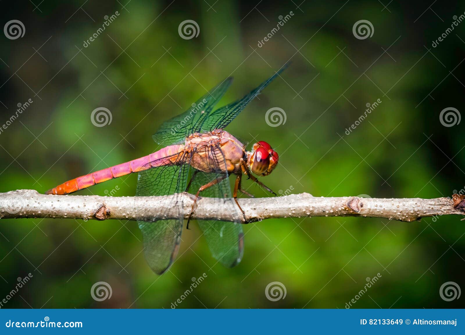 Red Dragonfly Insect Resting on Twig Closeup Macro Stock Image - Image ...